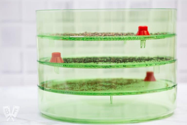 Sprouting Seeds at Home: A How-To Guide with 3 Methods for Success