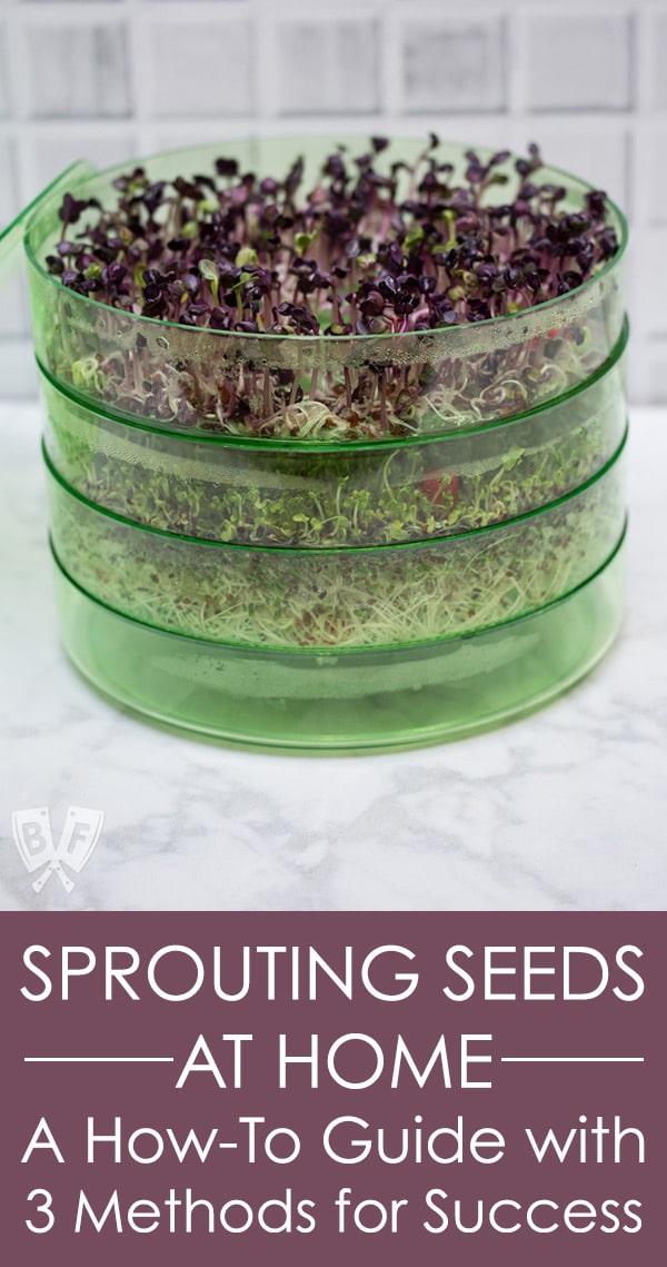Sprouting Seeds at Home: A How-To Guide with 3 Methods for Success