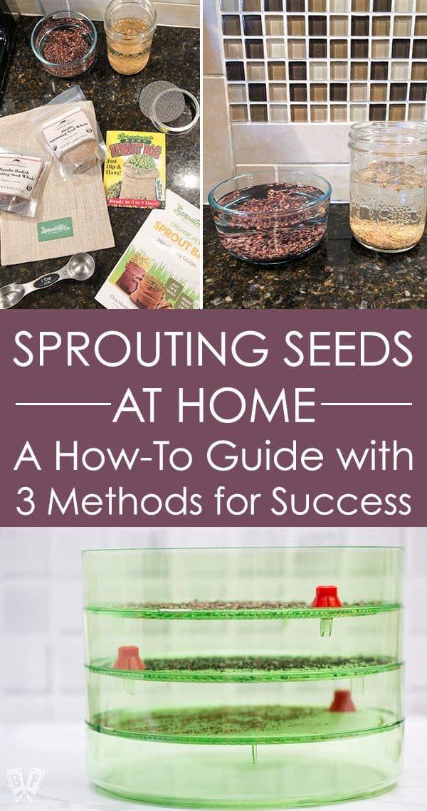 Sprouting Seeds at Home: A How-To Guide with 3 Methods for Success