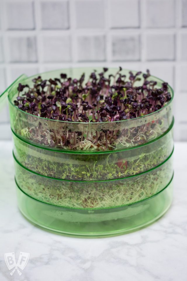 Sprouting Seeds at Home: A How-To Guide with 3 Methods for Success